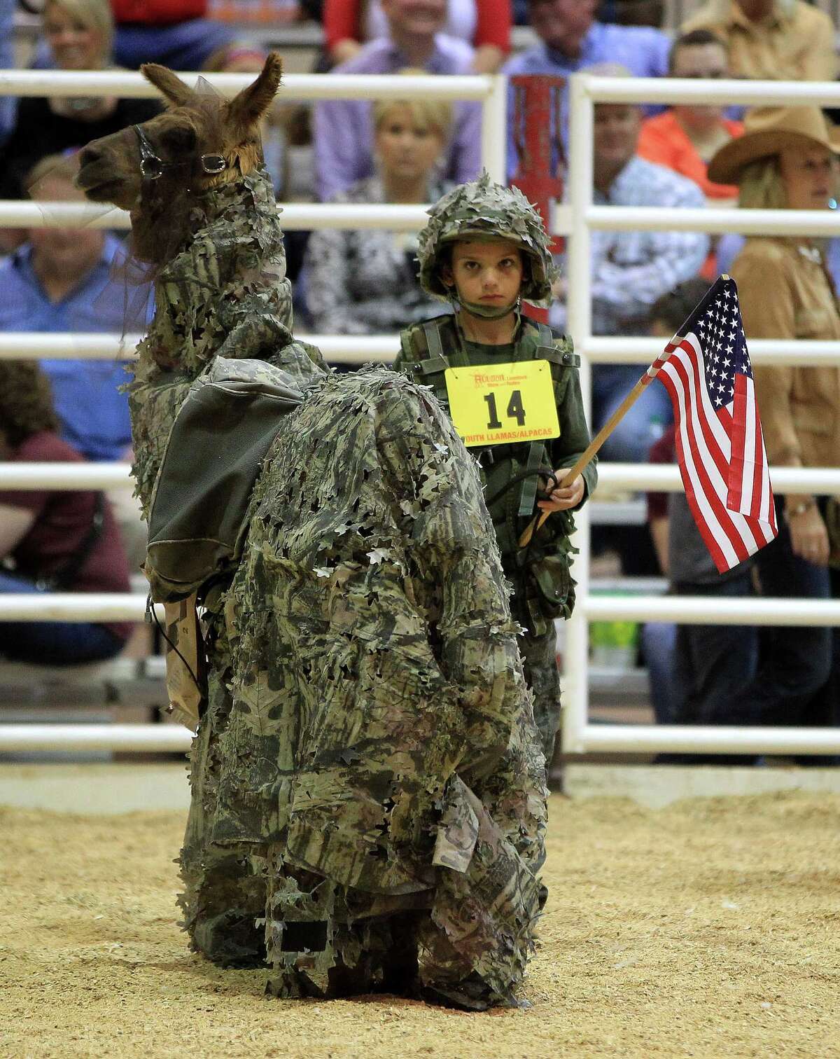 Animals in costume at the rodeo