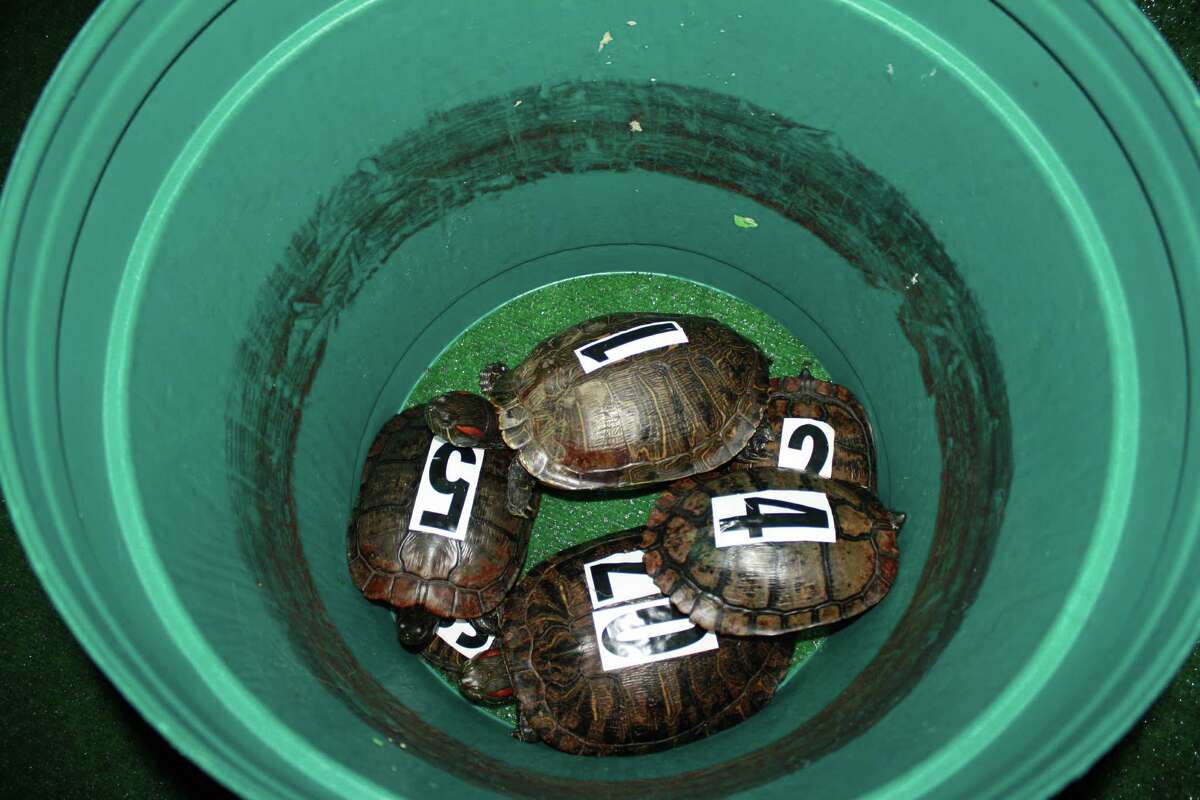 Racing turtles will again take center stage at Madison's in Beaumont