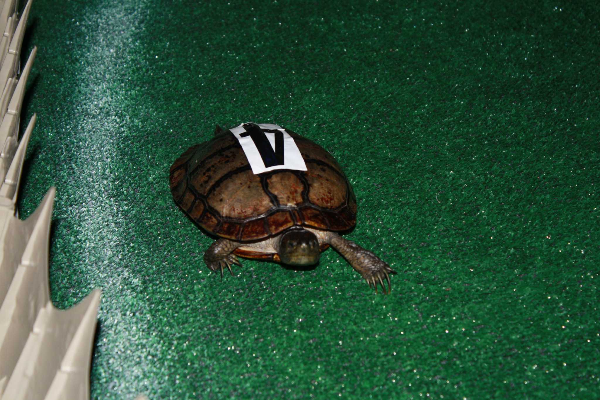 Racing turtles will again take center stage at Madison's in Beaumont