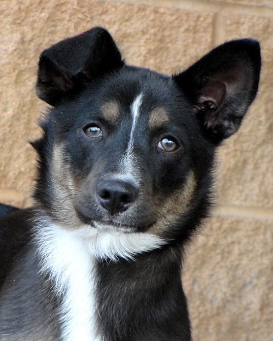Pet Project: March 19