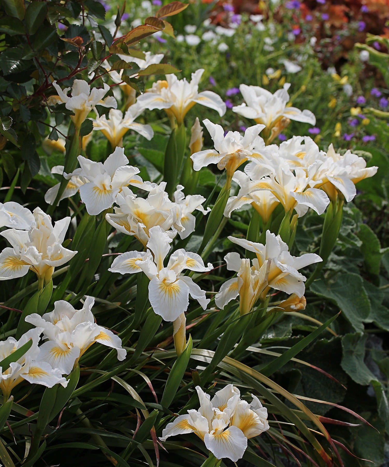 Versatile Douglas iris hybrid hardy and colorful