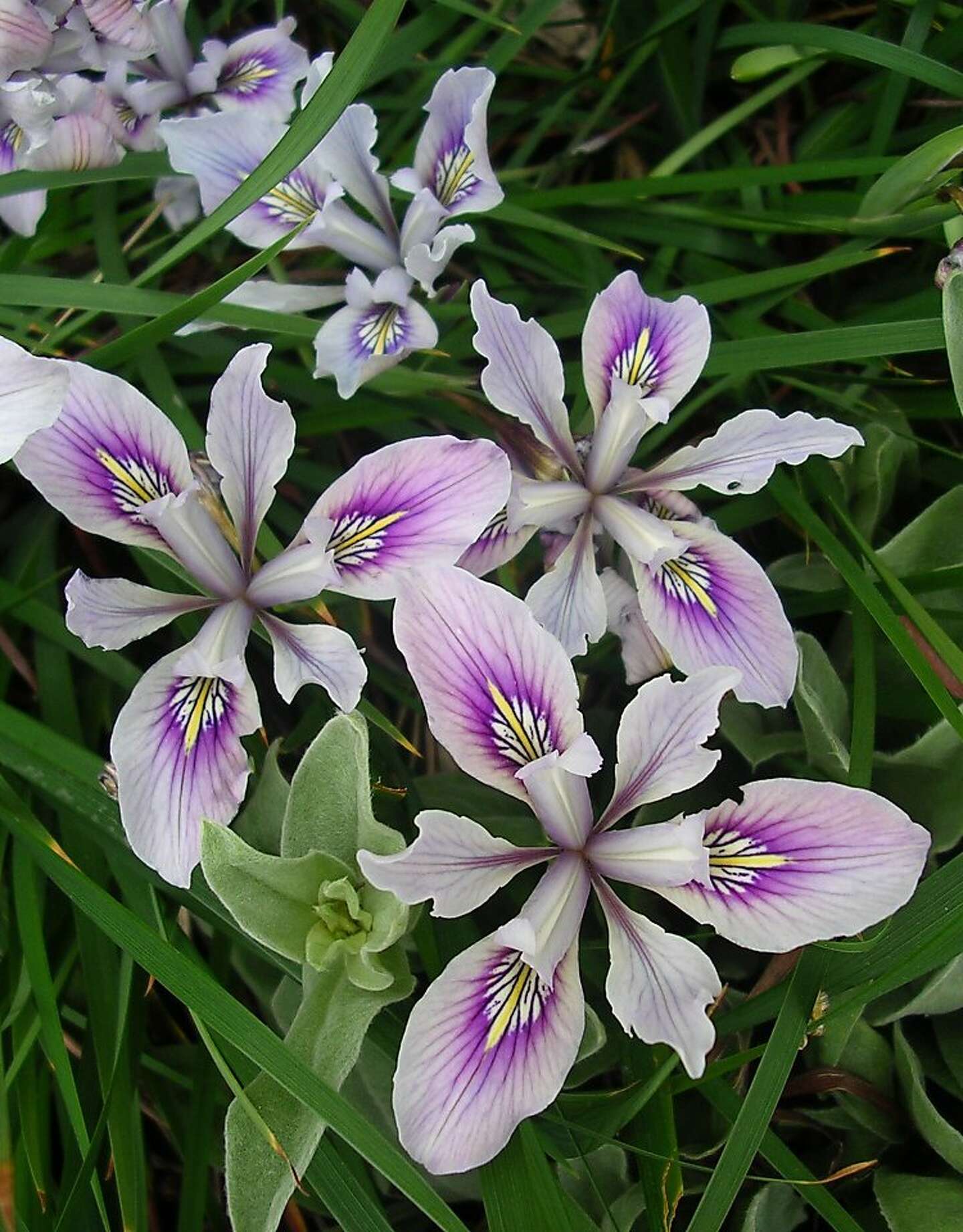 Bamboo iris lights up garden