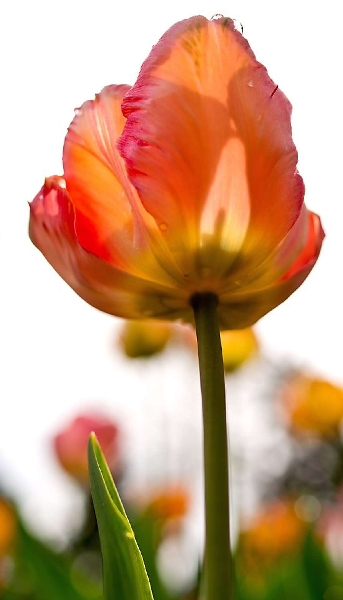 Ferrari-Carano's yearly tulip showing