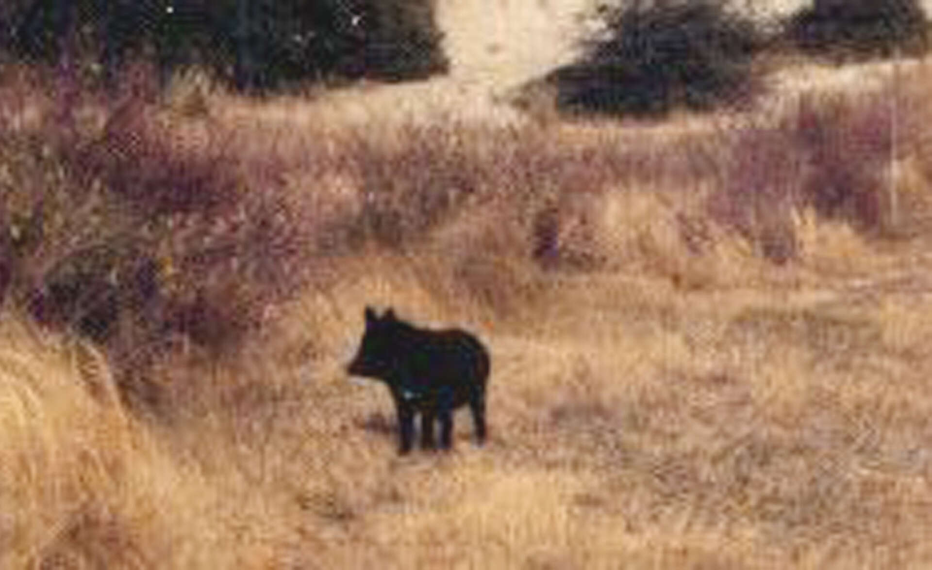 'Judas pig' being used to eradicate feral hogs