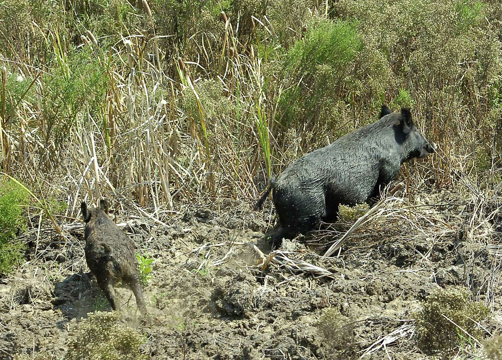'Judas pig' being used to eradicate feral hogs