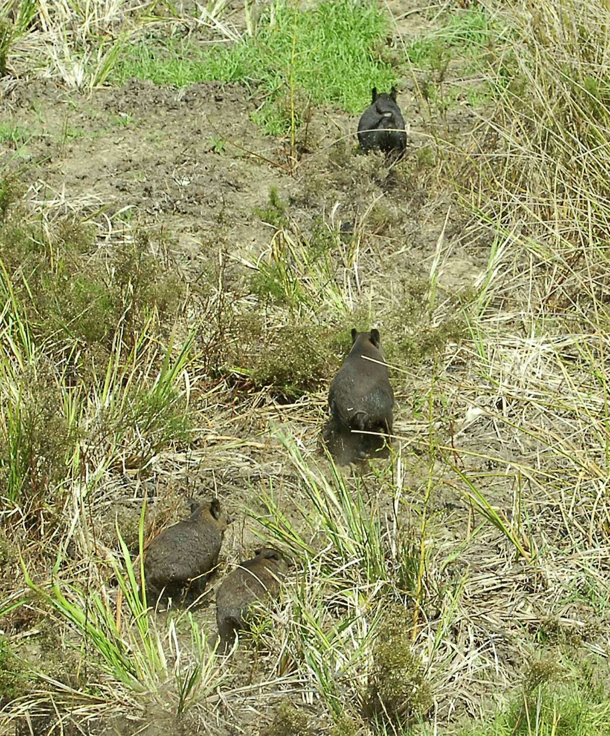 'Judas pig' being used to eradicate feral hogs