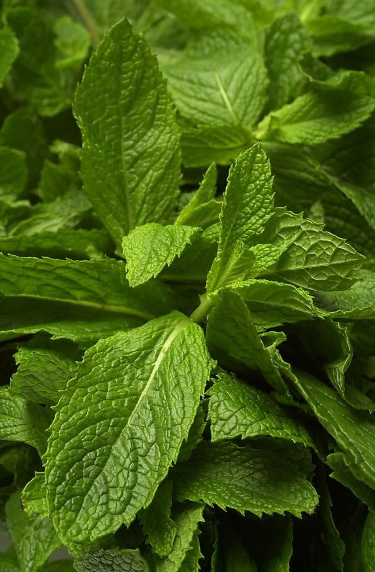 10 easy-to-grow cocktail plants