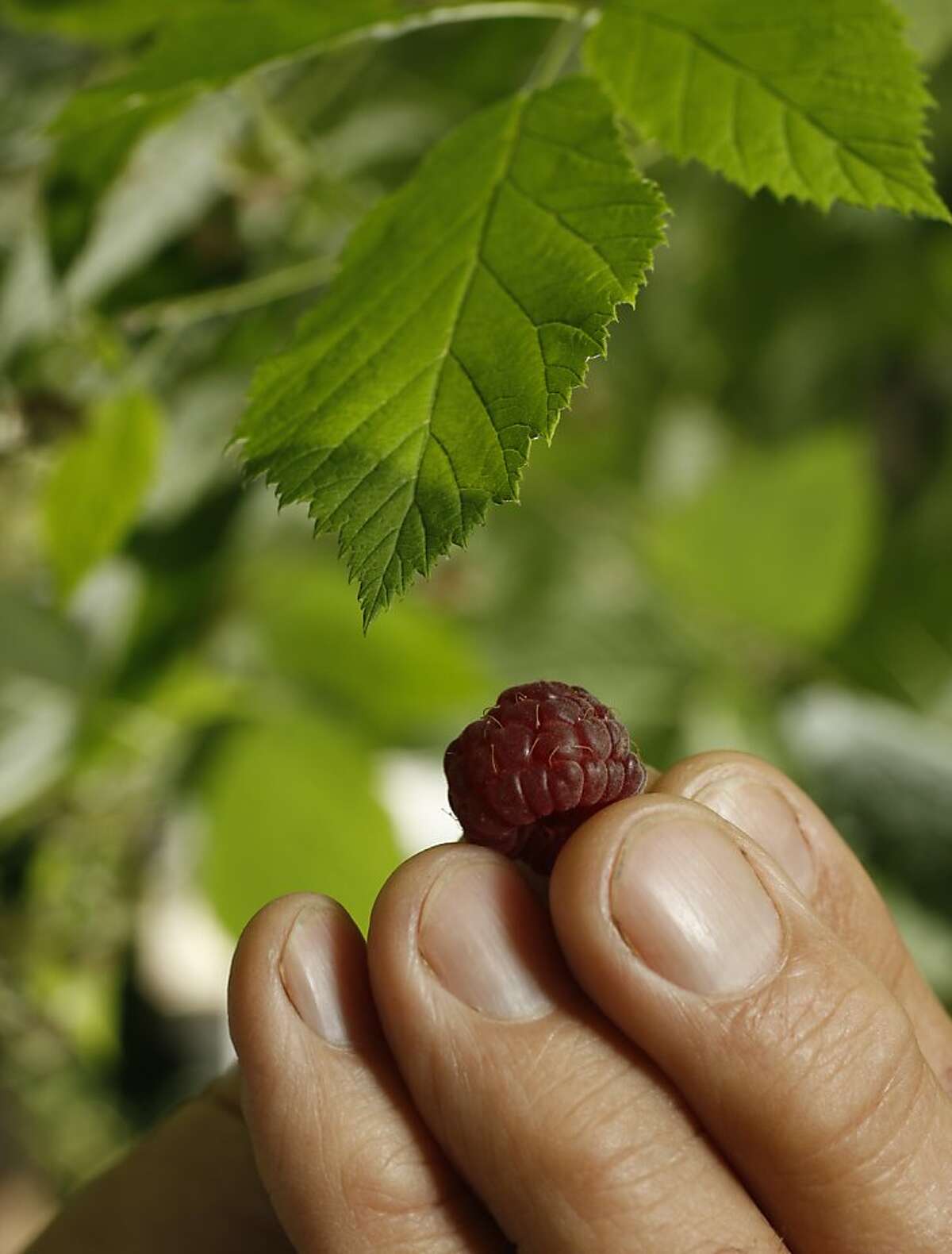 10 easy-to-grow cocktail plants