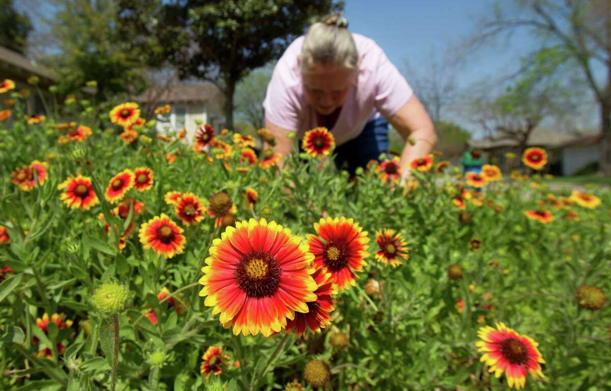 Native flowers are good for the environment — and less work for you