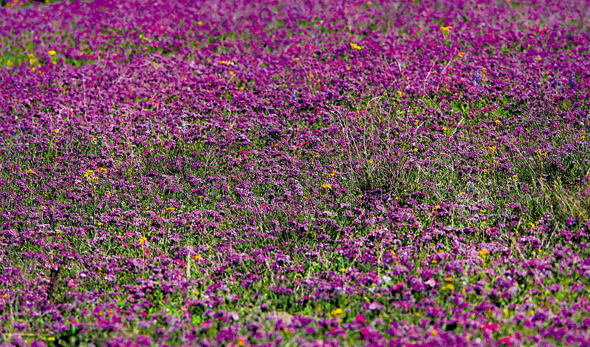 Wild about wildflowers? Happy hunting