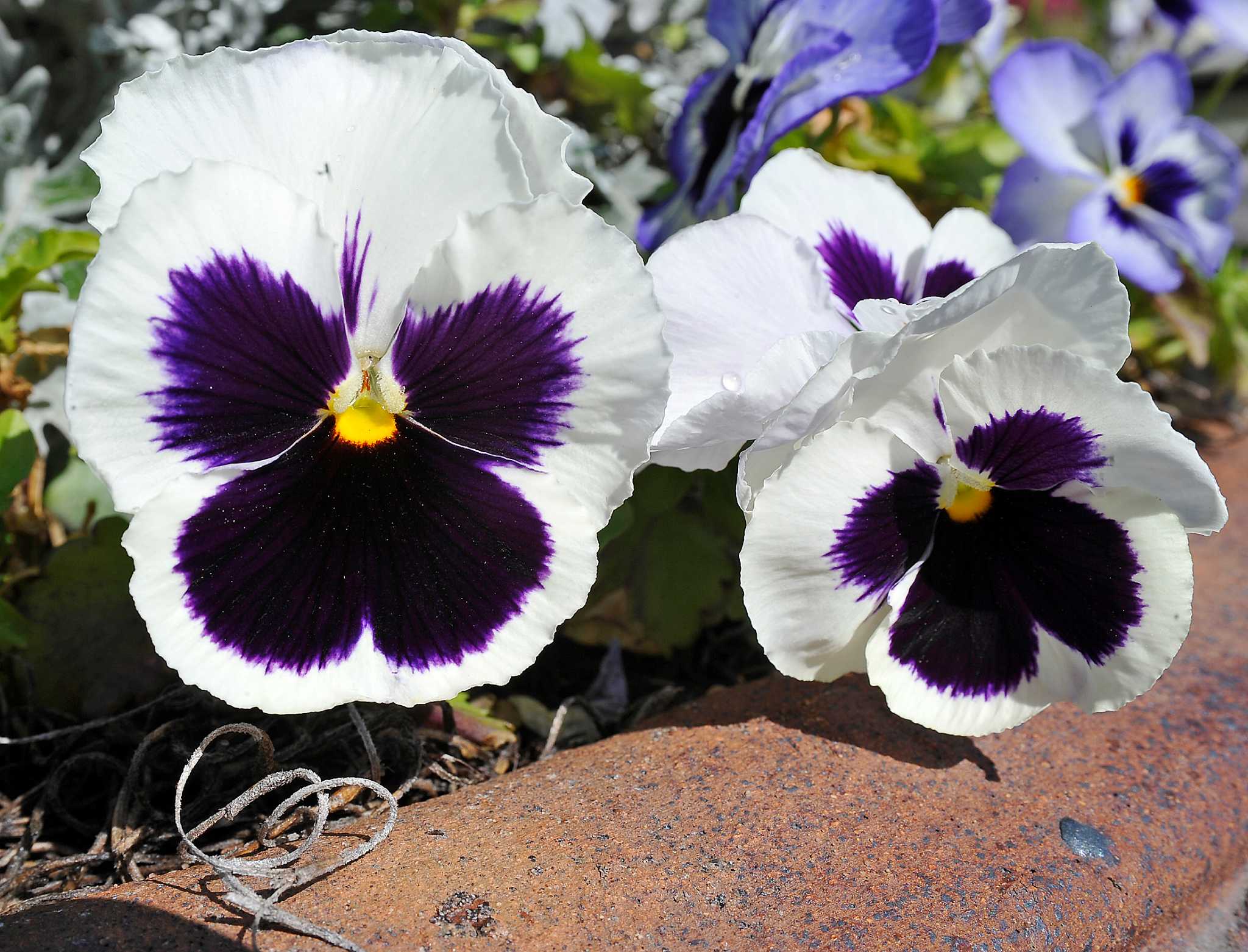 Flowers of Spring in Shangri La