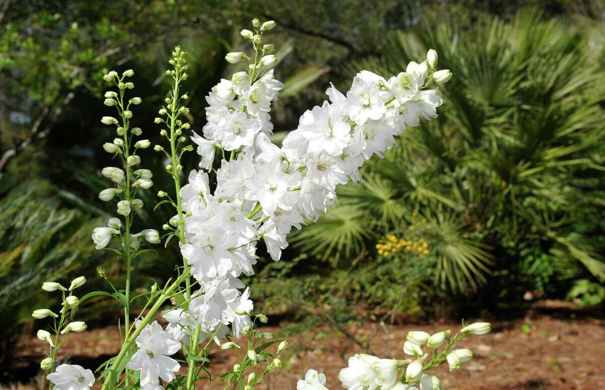 Flowers of Spring in Shangri La