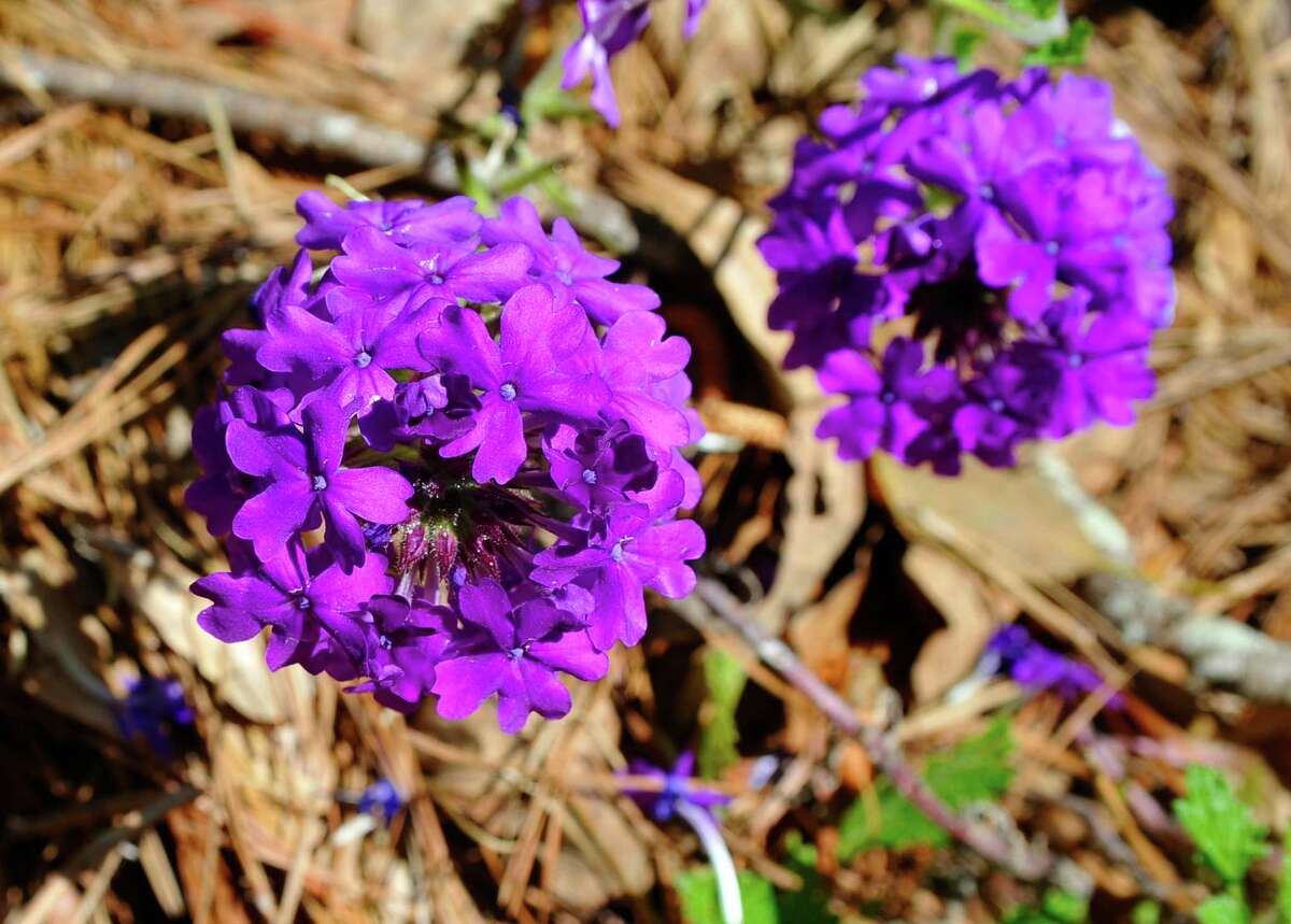 Flowers of Spring in Shangri La