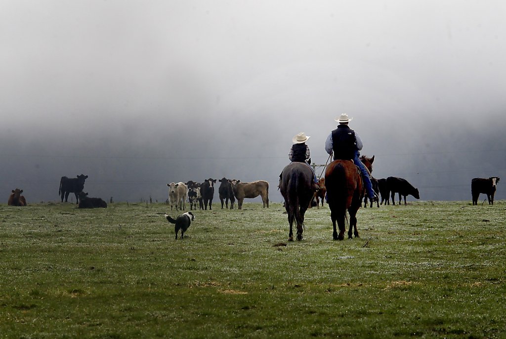 Rancher carves niche with organic beef