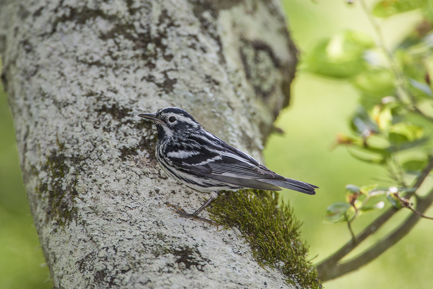 Black-and-white warblers are early arrivals