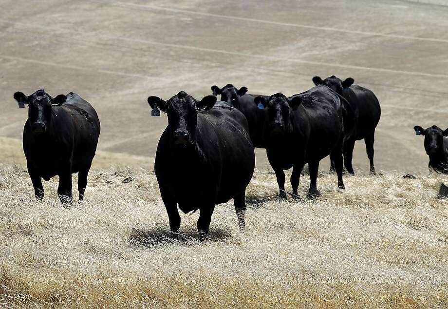 Stiffer cattle rustling penalties sought - SFGate