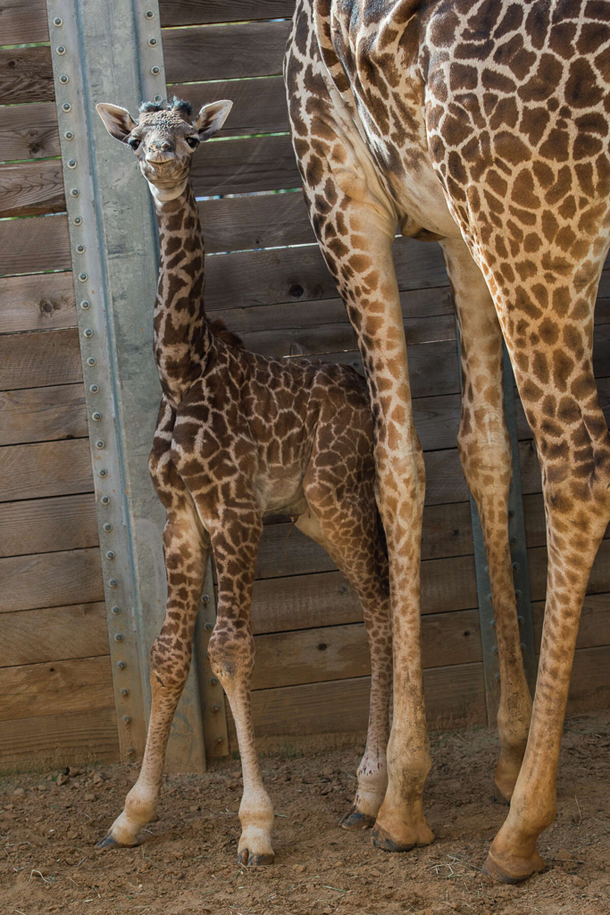 Baby giraffe at Houston Zoo battling bad bone infection