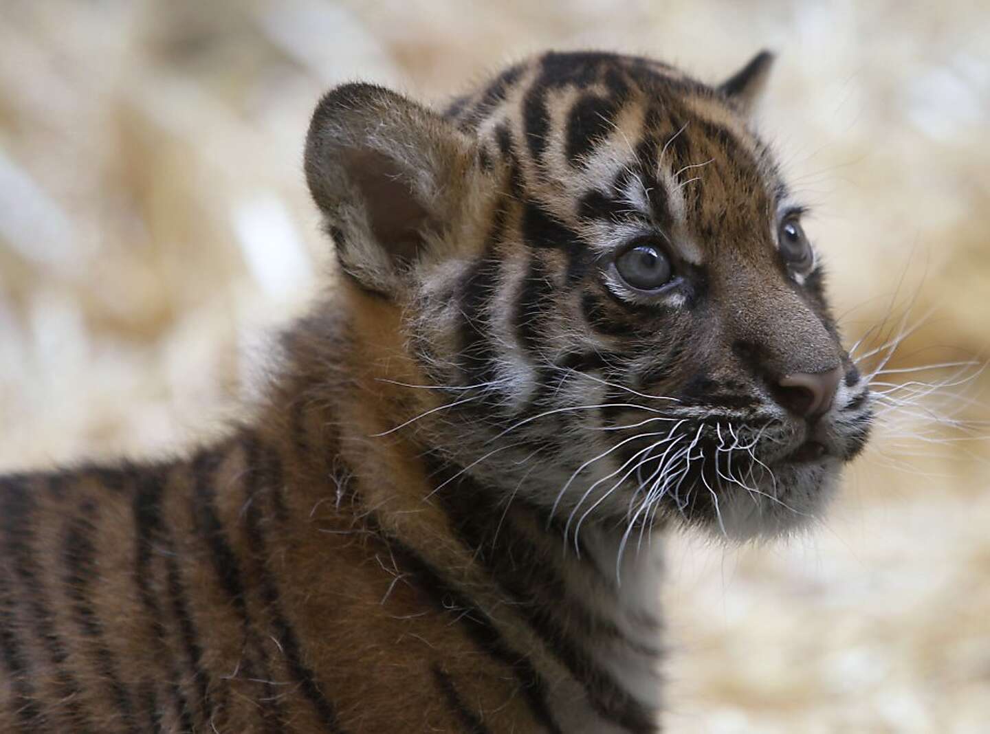 SF Zoo tiger cub's 1st public appearance