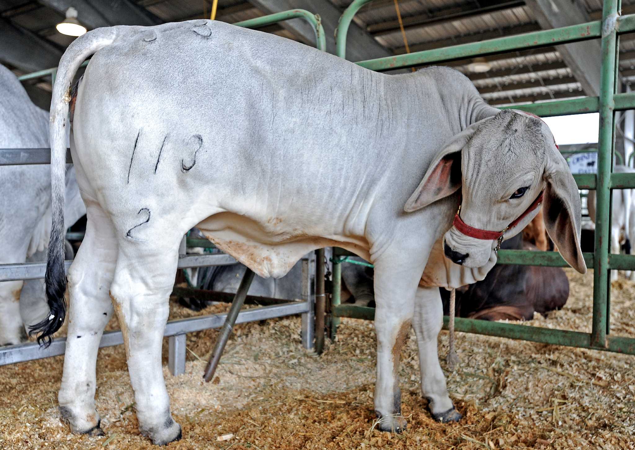 Show cow flies to coop at fair