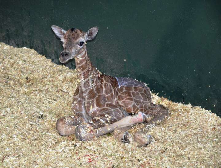 Rare Rothschild giraffe born at Greenwich conservation center