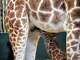 Rare Rothschild giraffe born at Greenwich conservation center