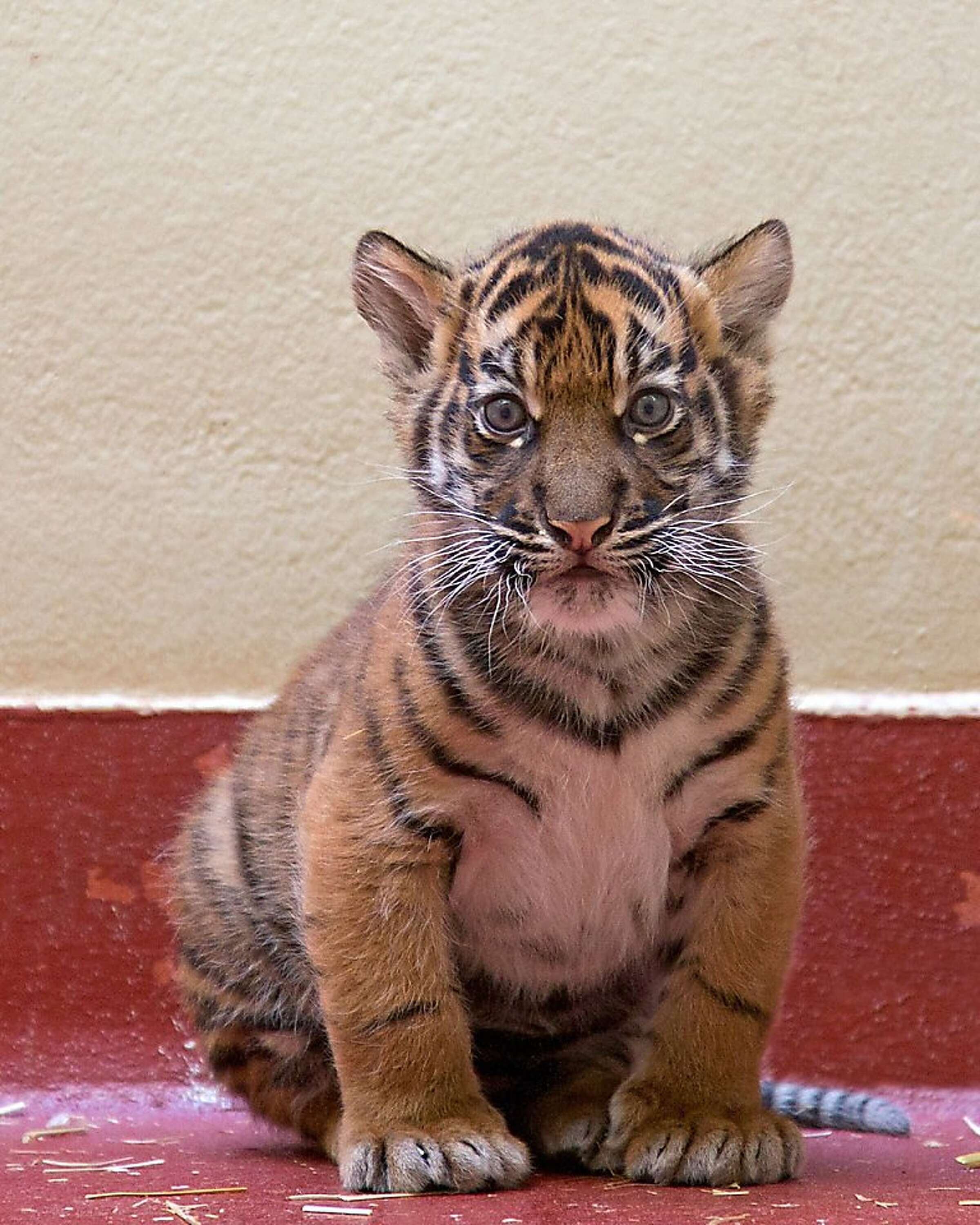 SF Zoo tiger cub's 1st public appearance