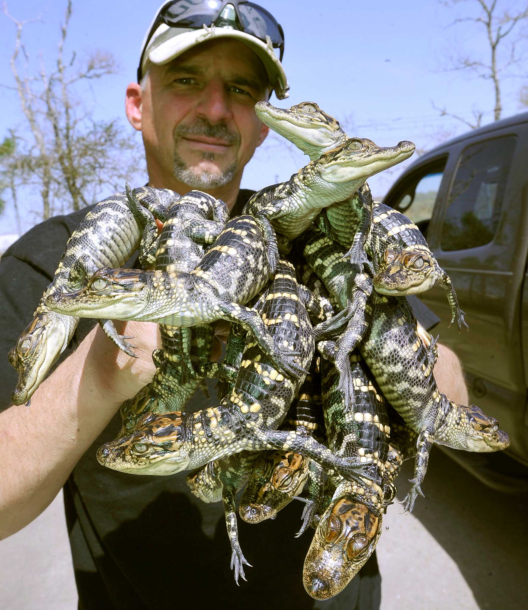 Gators could hold cure to human ailments