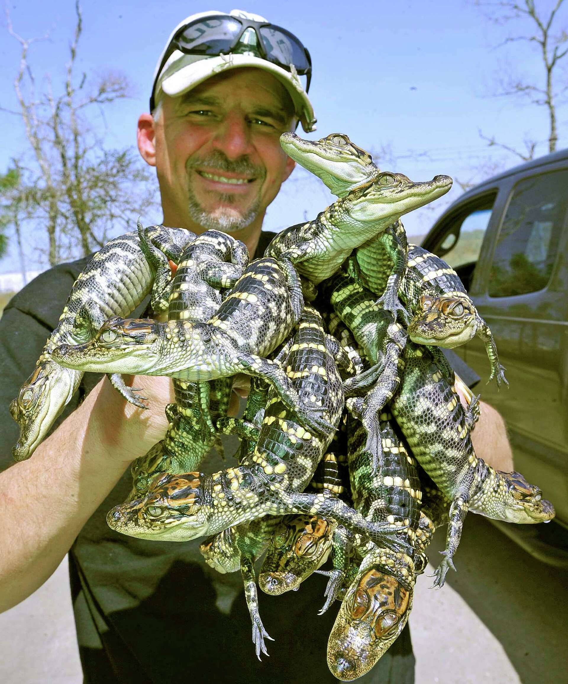 Gators could hold cure to human ailments
