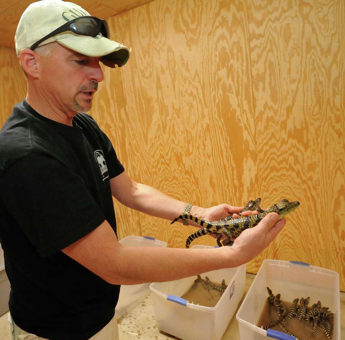Gators could hold cure to human ailments