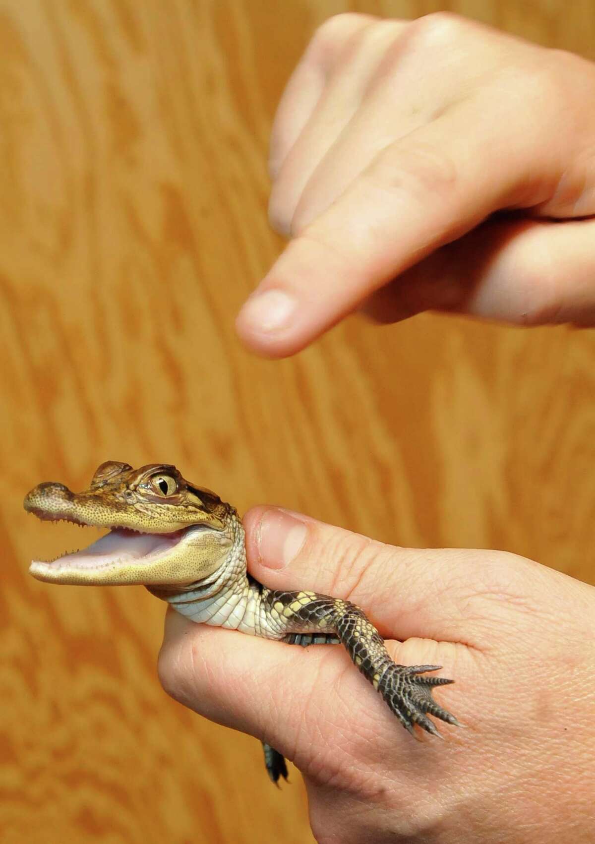 Gators could hold cure to human ailments