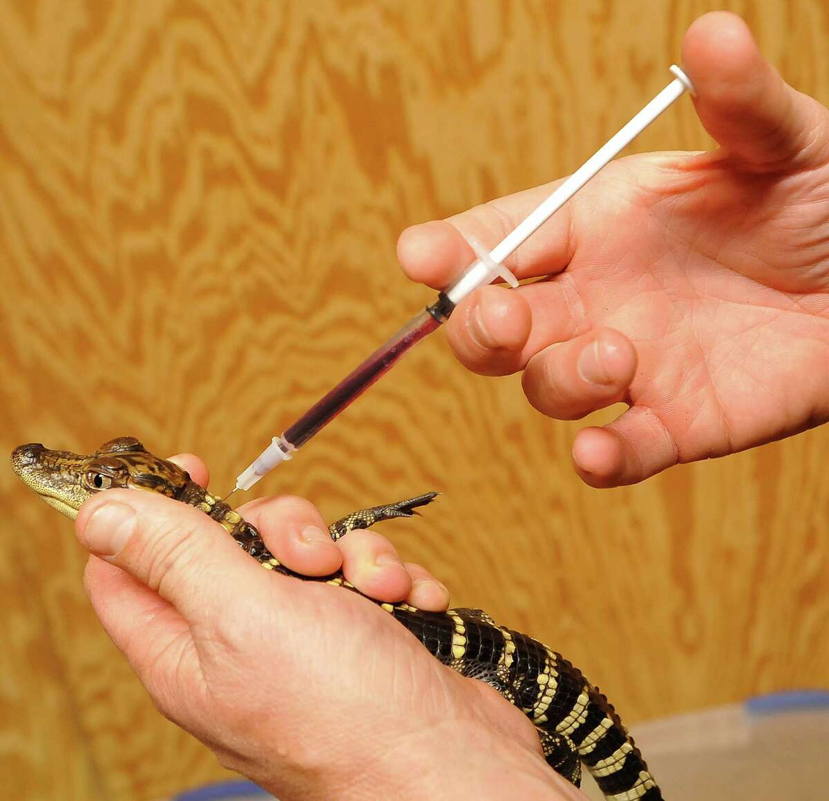 Gators could hold cure to human ailments