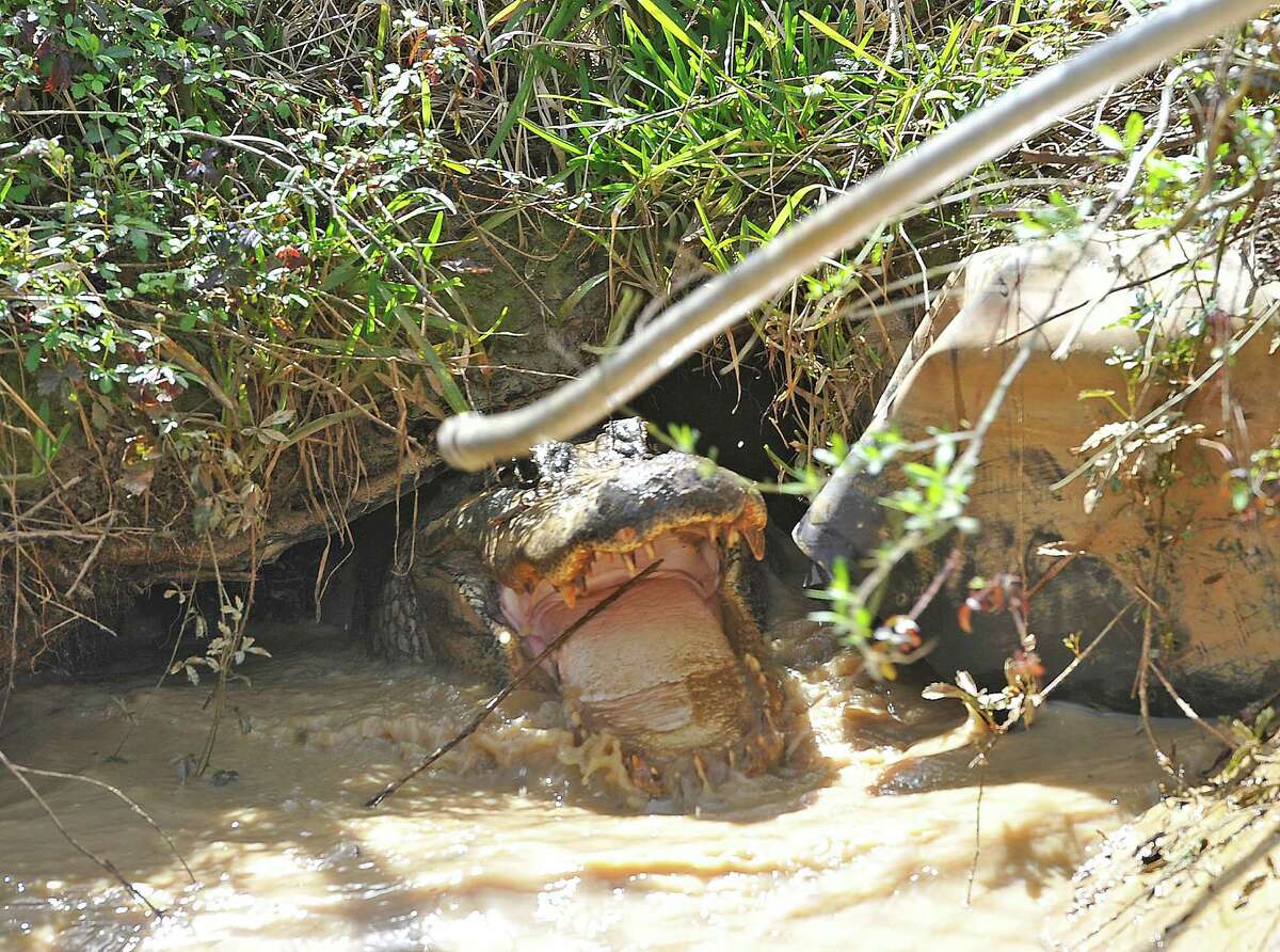 Gators could hold cure to human ailments