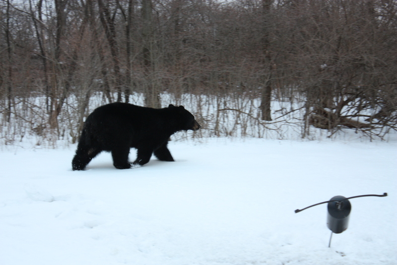 Photos: Backyard bear in North Greenbush