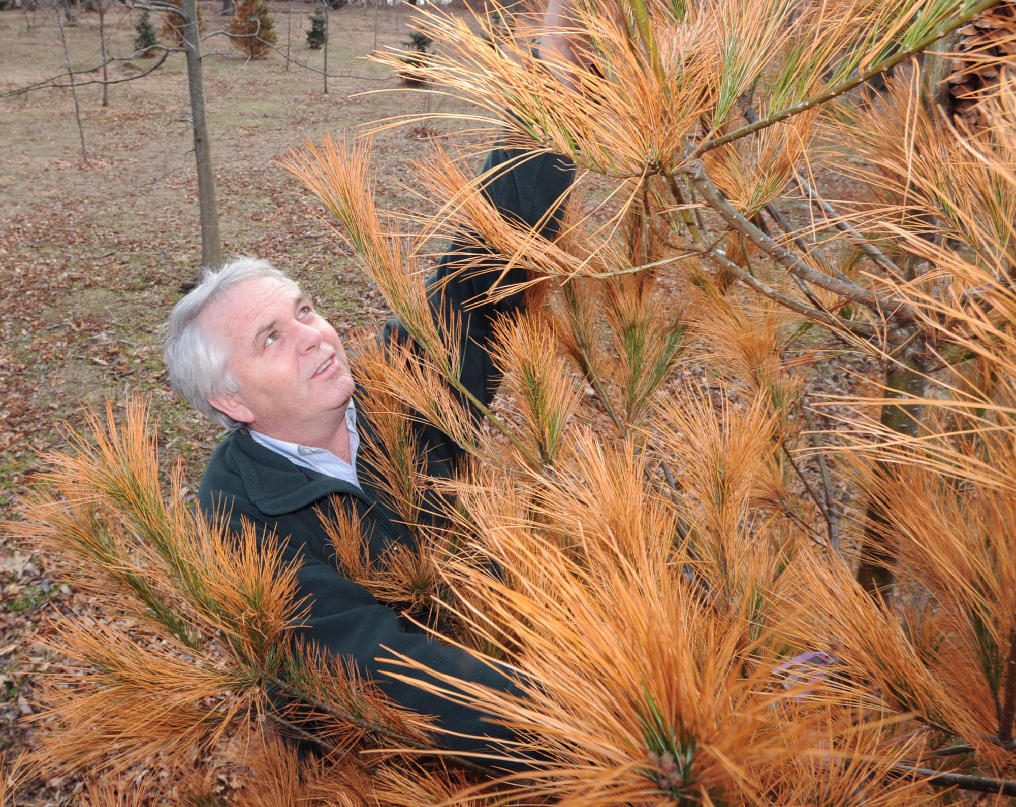 Salt from roads and storms stress pines