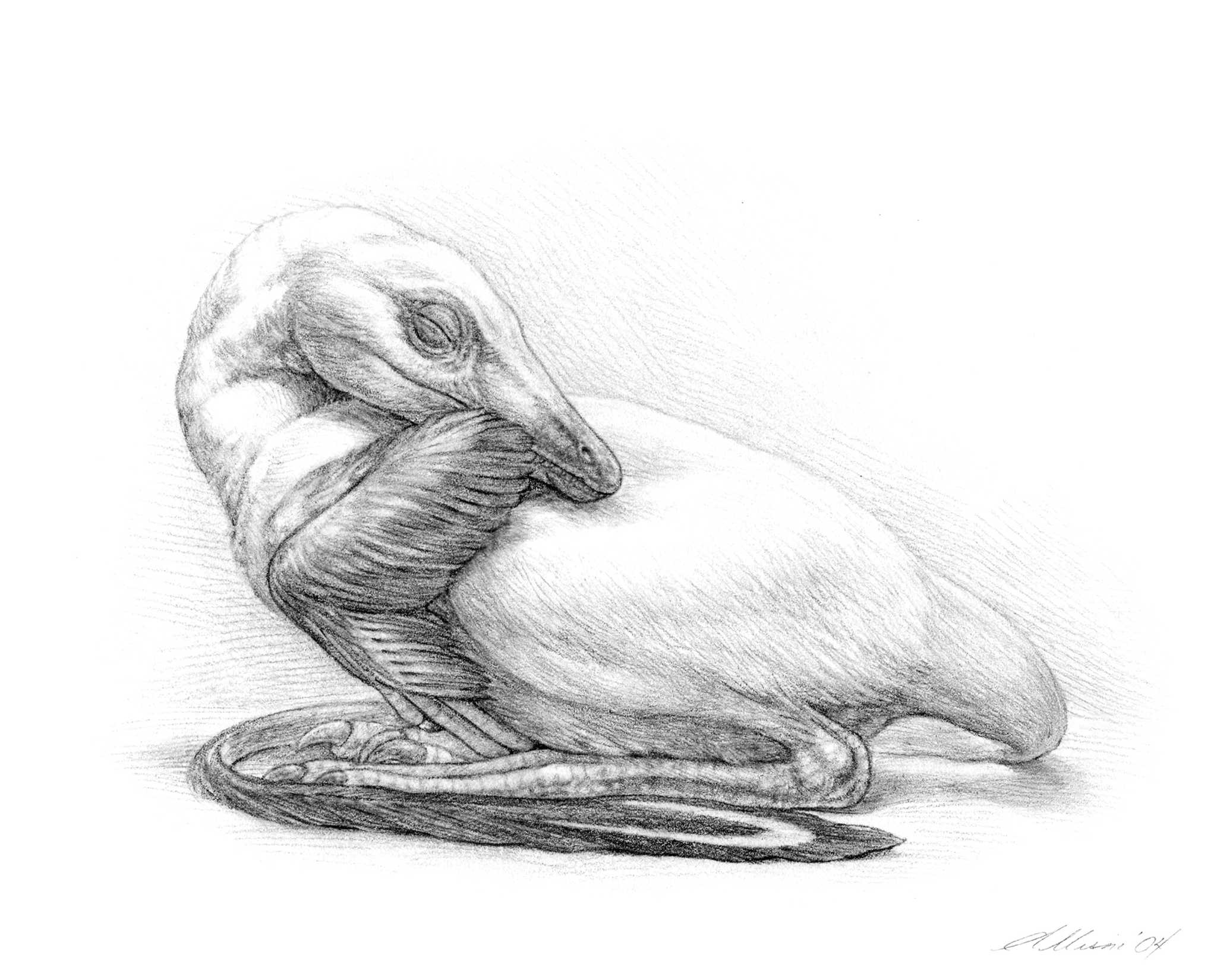 A bird lover's new appreciation -- of dinosaurs?