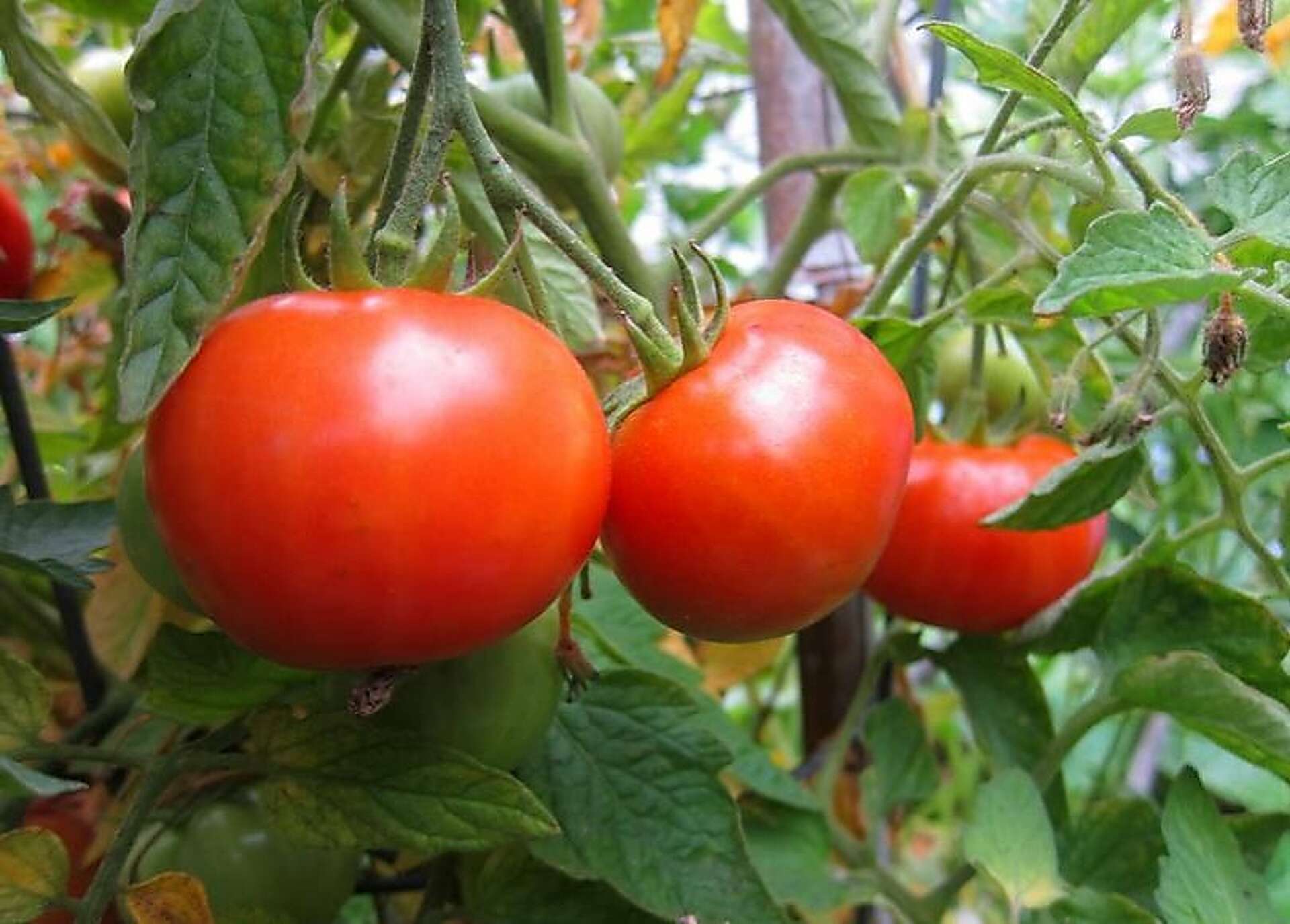 Growing tomatoes in Bay Area