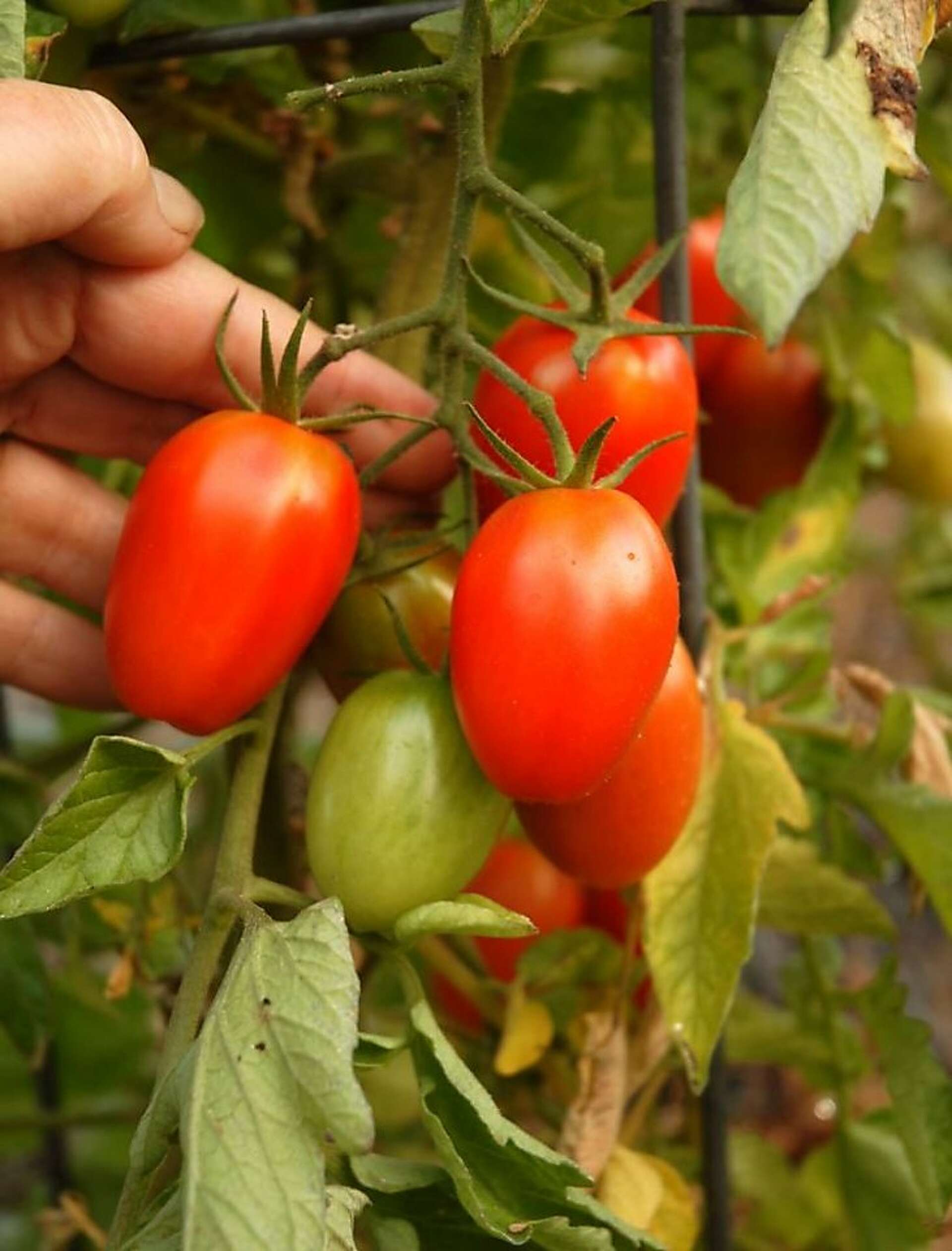 Experts' tips for perfect tomatoes