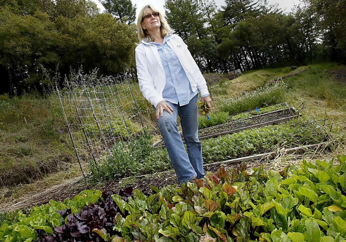 Growing tomatoes in Bay Area