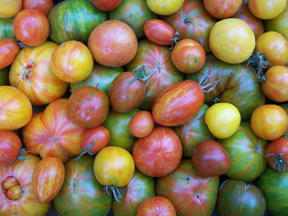 Experts' tips for perfect tomatoes