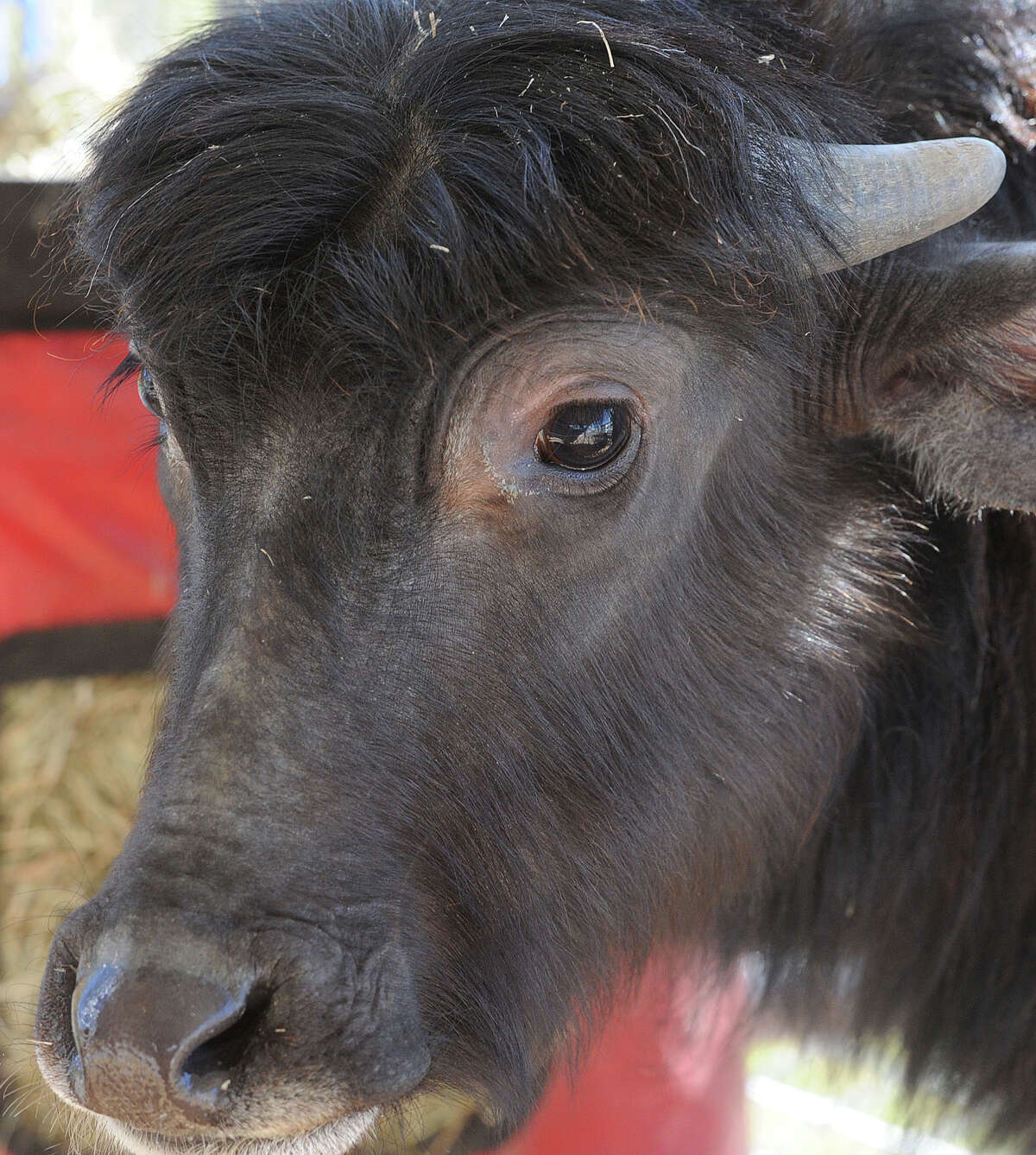 Faces at the Fair