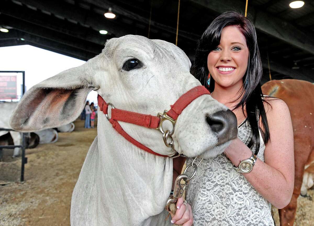 Show cow flies to coop at fair