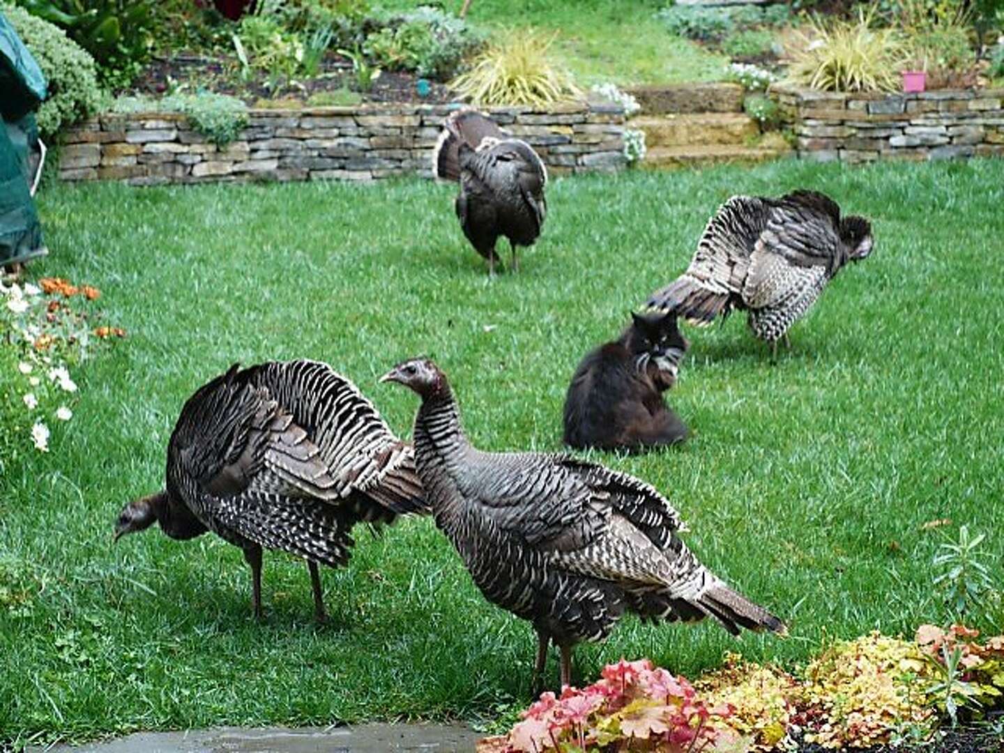 Beware the fierce, fearless wild turkey