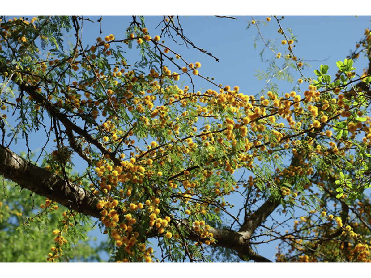 Huisache's fragrant golden-yellow blooms a spring attraction