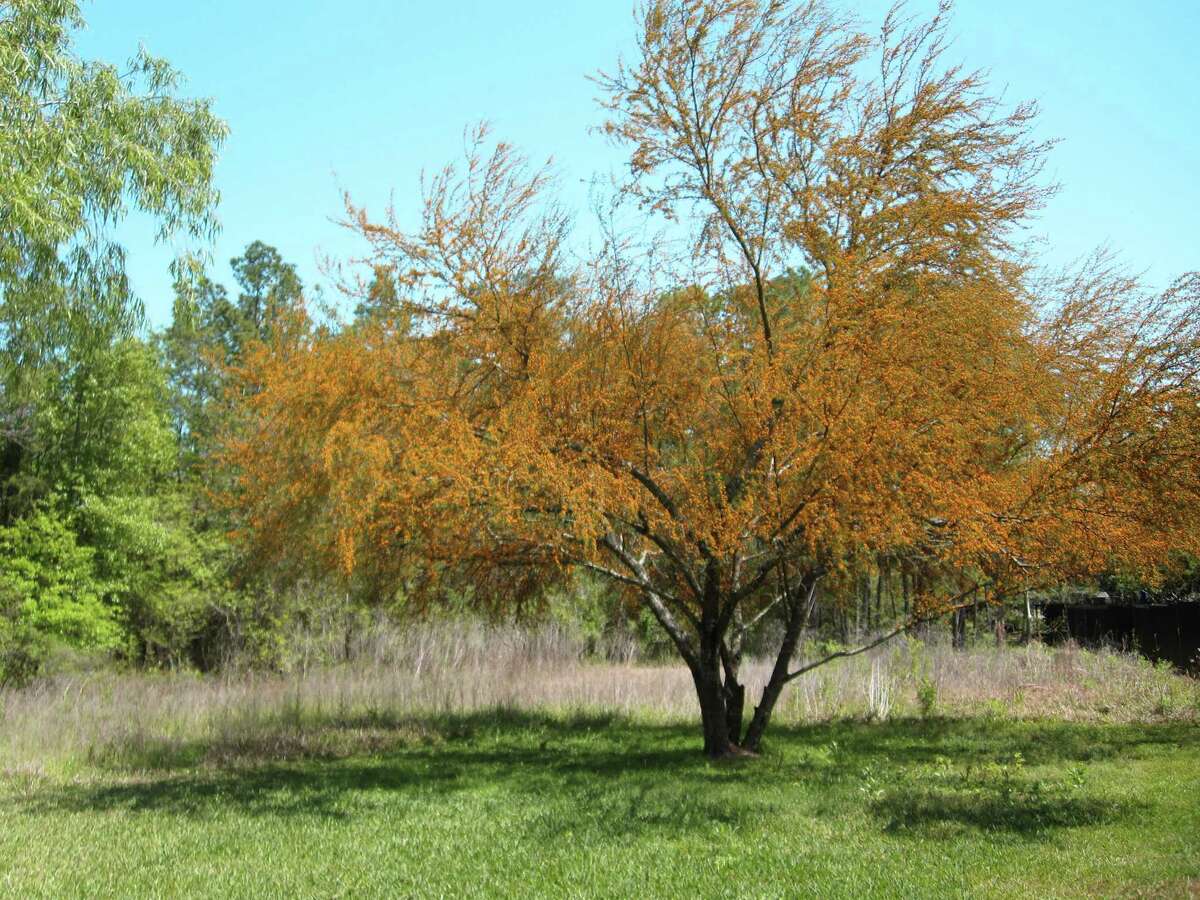Huisache's fragrant golden-yellow blooms a spring attraction