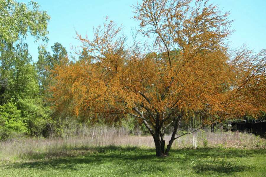 Huisache's fragrant golden-yellow blooms a spring attraction ...