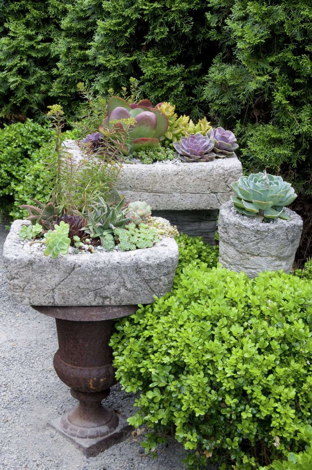 Rustic trough ideal home for low-water succulents