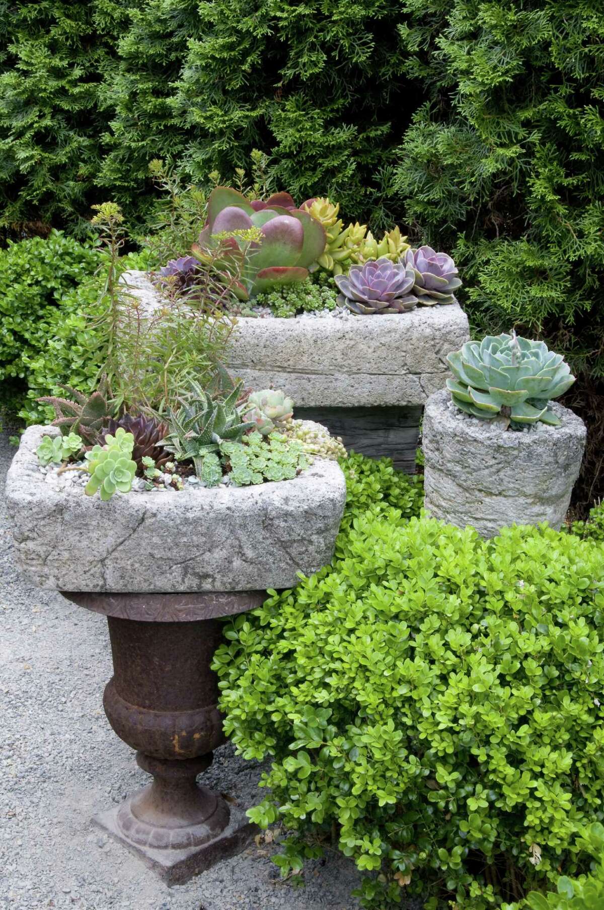 Rustic trough ideal home for low-water succulents