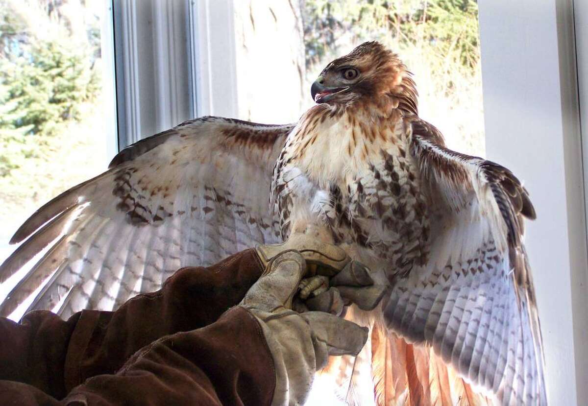 Hawk crashes through screen into Ridgefield woman's porch