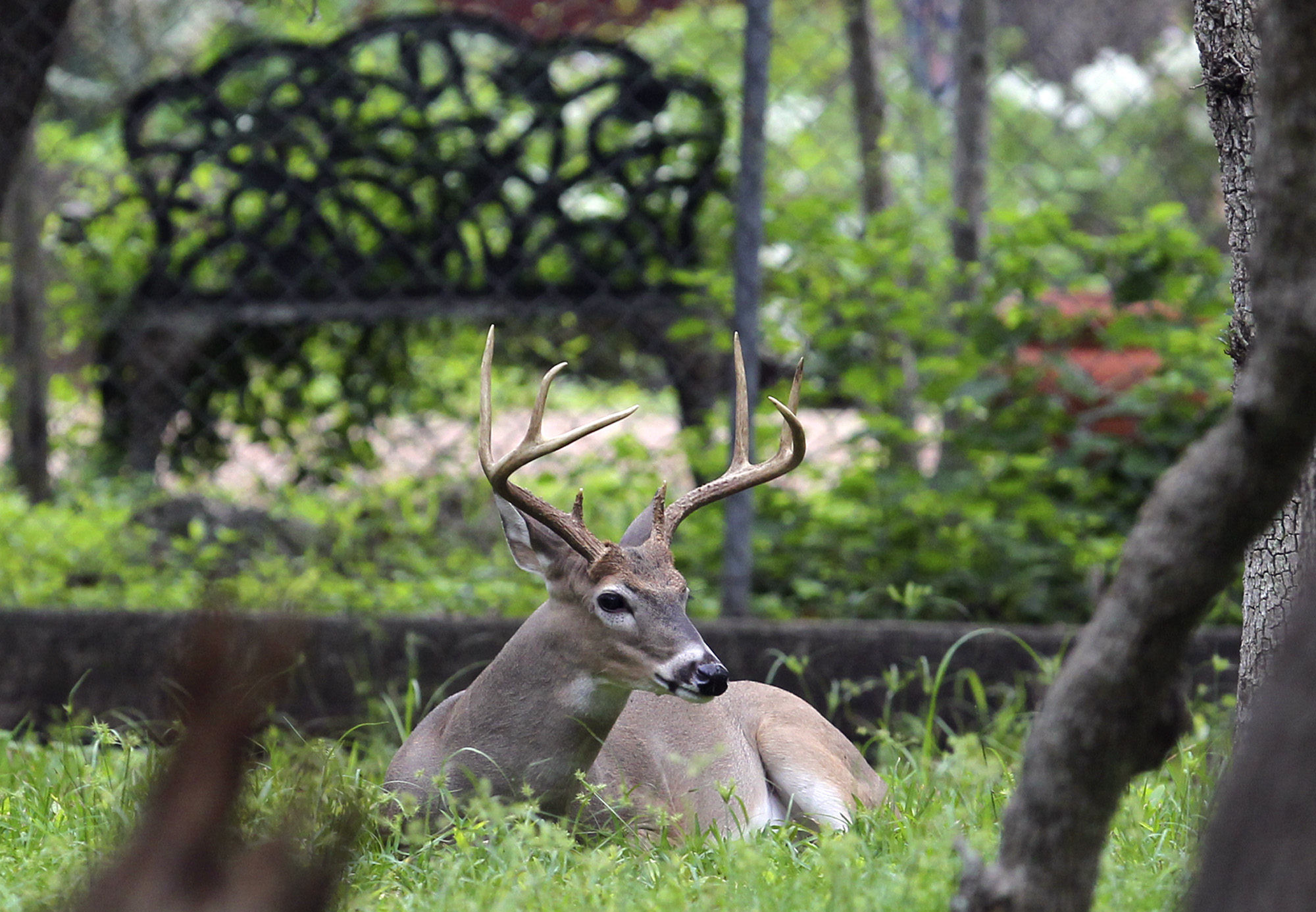 Calvin Finch: Deer enjoy landscape buffet