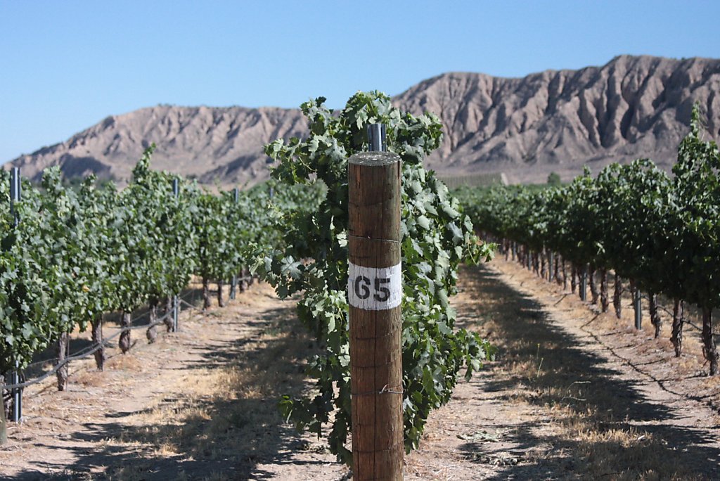 Grenache displays its stunning side